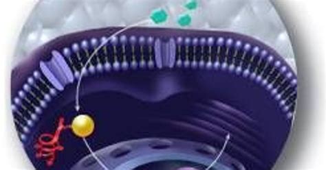 Discoverx A Leader In Gpcr Assays Launches A 30 Second Assay For Beta