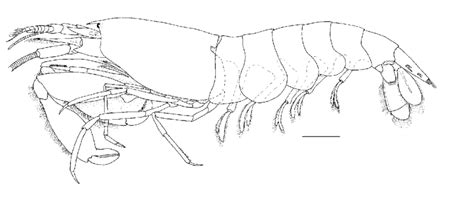 Athanas Iranicus N Sp Holotype Male Smf 34602 Habitus Lateral
