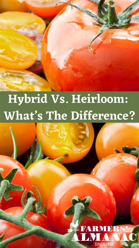 Heirloom Tomato Seeds Artofit