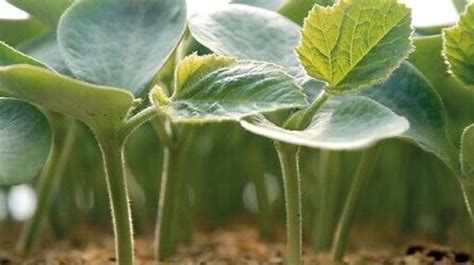 Семена хибриди дини Syngenta