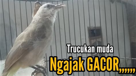PANCINGAN TRUCUK OMBYOKAN Trucukan Muda Belajar Bunyi Konslet YouTube