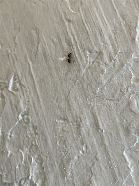 What Are These Bugs Even Annoying Gnats Or Whatever R Mildlyinfuriating