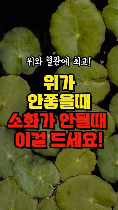 위가 안좋을때 소화가 안될때 이걸 드세요 위가 건강해지는 방법 Youtube