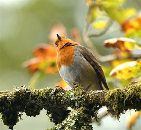 Chris Chalk Wildlife 🇺🇦 On Twitter Dont Look Up The Robin Is The