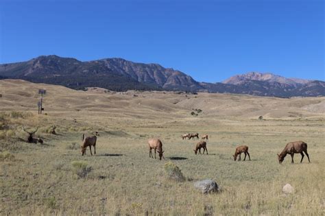 240928 미국 서부 와이오밍 옐로스톤 국립 공원yellowstone National Park 라마 밸리lamar