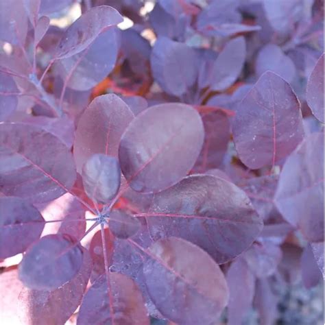 Retail Cotinus Coggygria Royal Purple 2g 32 Create Your Dream