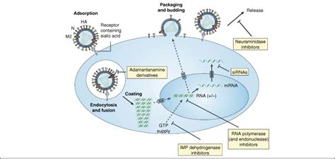 Avian Influenza Life Cycle