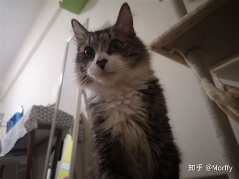 长毛狸花猫免费送养 知乎