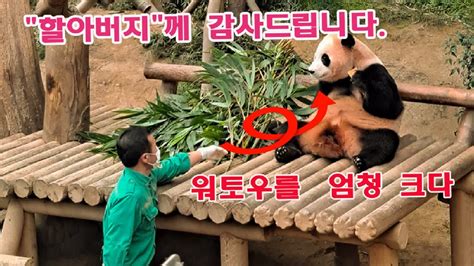 행복한 중추절강바오님과 푸바오맙소사워토우를 엄청 크다🥮~ 맛난거 많이먹고맛있어 Youtube
