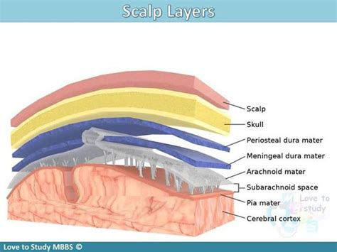 Scalp Layer Medizzy
