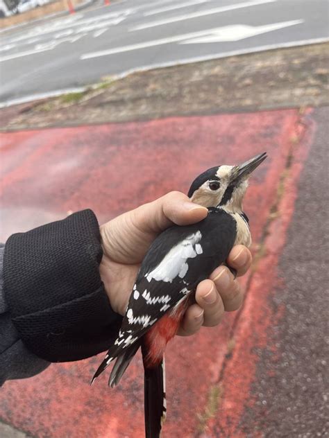 [잡담] 얘도라 나 오늘 오색딱다구리 주움 인스티즈 Instiz 일상 카테고리