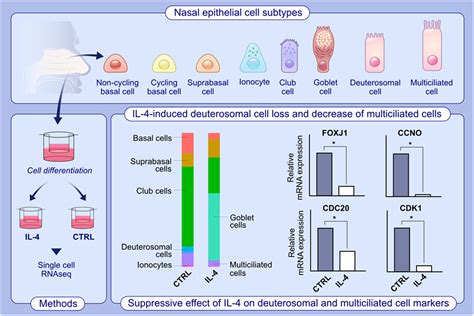 Il‐4 Drastically Decreases Deuterosomal And Multiciliated Cells Via