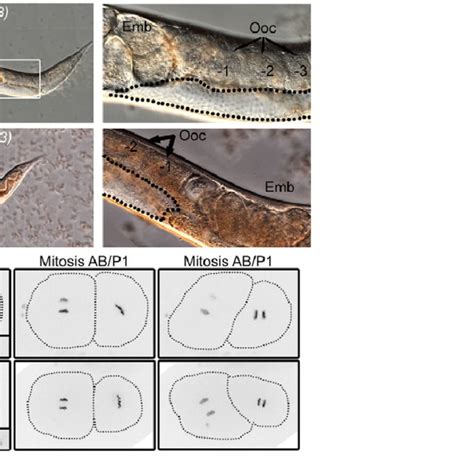 The Dna Replication Checkpoint Prevents Cell Cycle Progression In