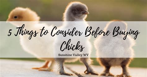 5 Things To Consider Before Buying Chicks Sunshine Valley