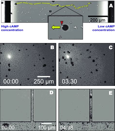 Directionally Guided Transport Of Microparticles By Chemotactic Cells