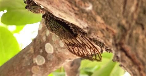 Cicadas Emergence May Feel A Little Wet From The Power Of Their Pee