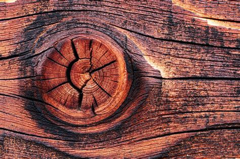 Tree Knot Nature Free Photo On Pixabay Pixabay