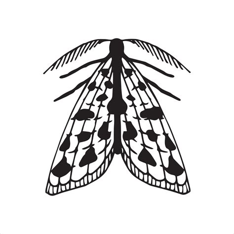 Moth Drawing Simple