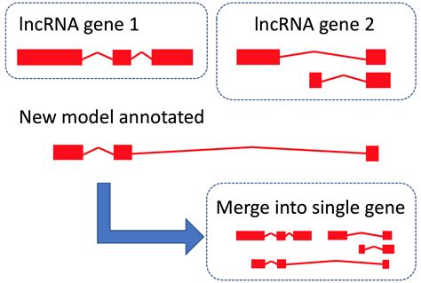 Ensembl Insights Annotating Readthrough Transcription In Ensembl