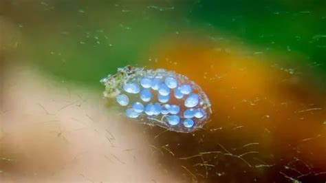 How To Kill Snail Eggs In Aquarium 7 Proven Methods That Work
