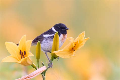 キスノビ by みおにゃ ID12521159 写真共有サイト PHOTOHITO