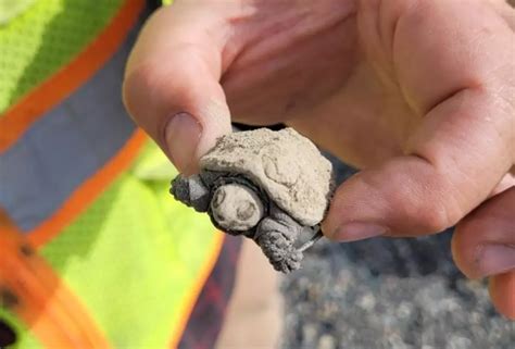Mainedot Worker Helps The Tiniest Turtle Youll Ever See