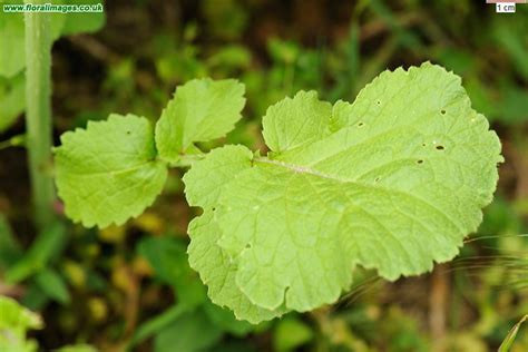 Raphanus Sativus Picture 4 Of 4