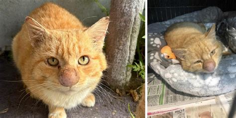 Barney Archives Cole And Marmalade