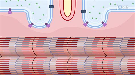 Video Relaxation Of Skeletal Muscles