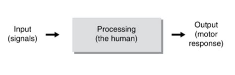 Chapter 3 Human Information Processing Flashcards Quizlet
