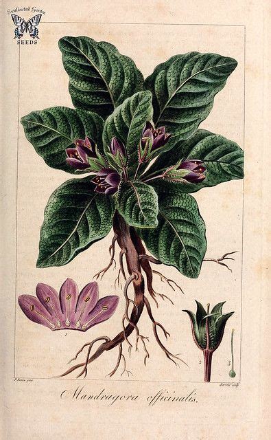 Mandragora Officinarum As Mandragora Officinalis Herbier Général De L