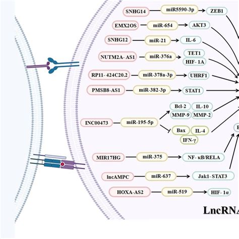 Several Factors Regulate The Pd 1pd L1 Pathway Download Scientific