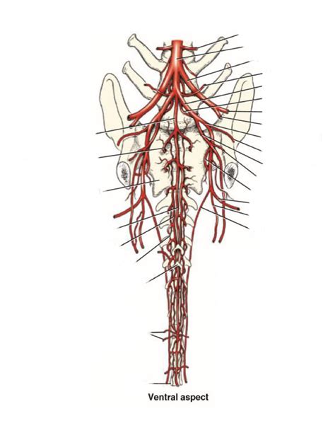 Pelvic Arteries Diagram Quizlet