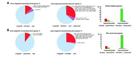 Many Promoters Of Genes Required For Photoreceptor Inner And Outer Download Scientific