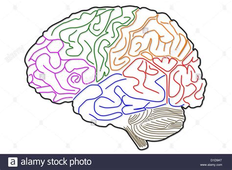 The Brain Structure Diagram Quizlet