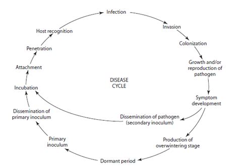Solved Basal Stem Rot In Oil Palm Caused By Ganoderma