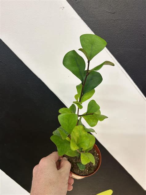 Ficus Triangularis The Curious Plantaholic