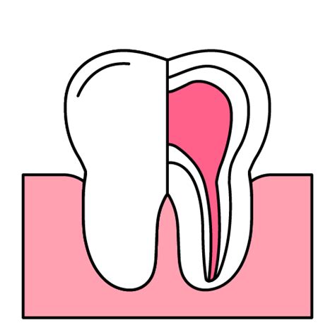 Tooth Pulp Structure Function And Health