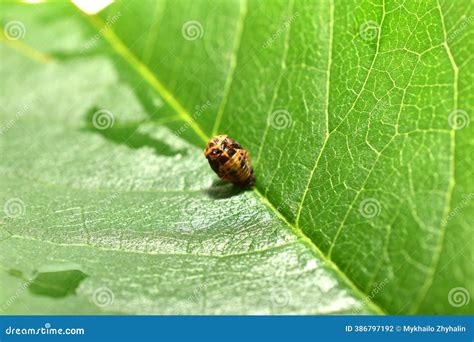Ladybug Pupa With Exoskeleton Still Attached Royalty Free Stock Image