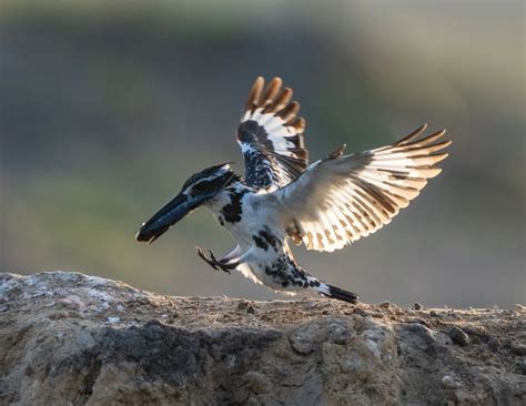 dr manish nagpal on linkedin smooth landing