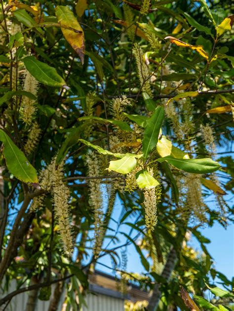 What Does A Macadamia Nut Tree Look Like With Images 🐝 Bootstrapbee