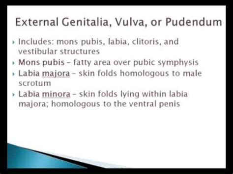 LECTURE Reproductive System Pt II YouTube