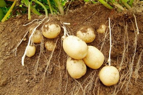 감자는 뿌리일까 줄기일까 네이버 블로그