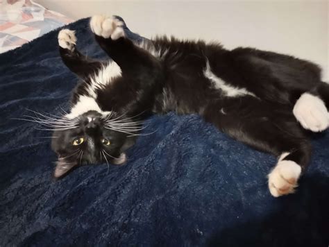 Its A Trap But Cant Resist Rtuxedocats