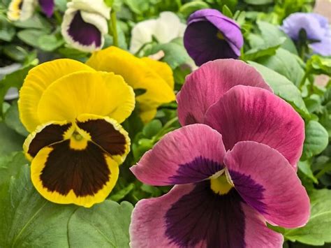 Brighten Your Winter Borders With Pansies And Violas Radway Bridge