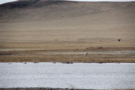Wwf Mongolia On Twitter Хэнтий аймгийн Дадал сумын нутаг Эхэнбүрд
