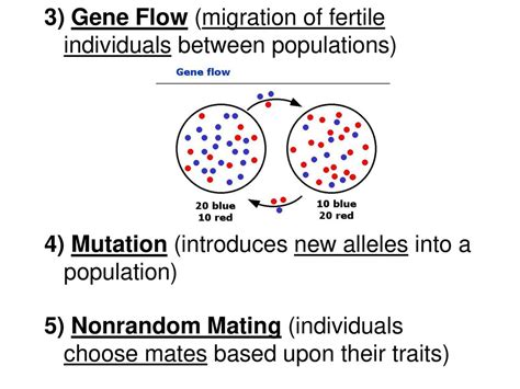 Notes Ch 23 Population Genetics Ppt Download