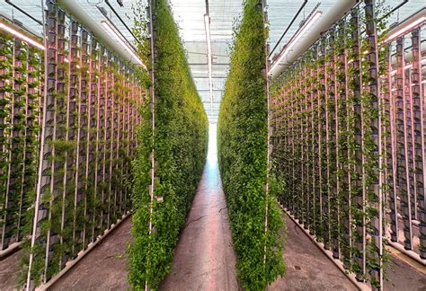 Commercial Hydroponic Farming Systems Canadian Entrepreneur Thrives