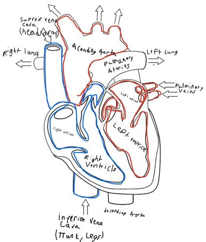 Circulatory System Heart Flashcards Quizlet