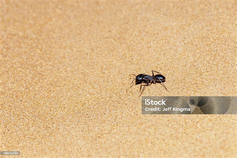 거대한 개미 밤에 아랍 에미리트의 모래 언덕을 따라 실행 검은 밤 시간 생물 은색에 대한 스톡 사진 및 기타 이미지 Istock